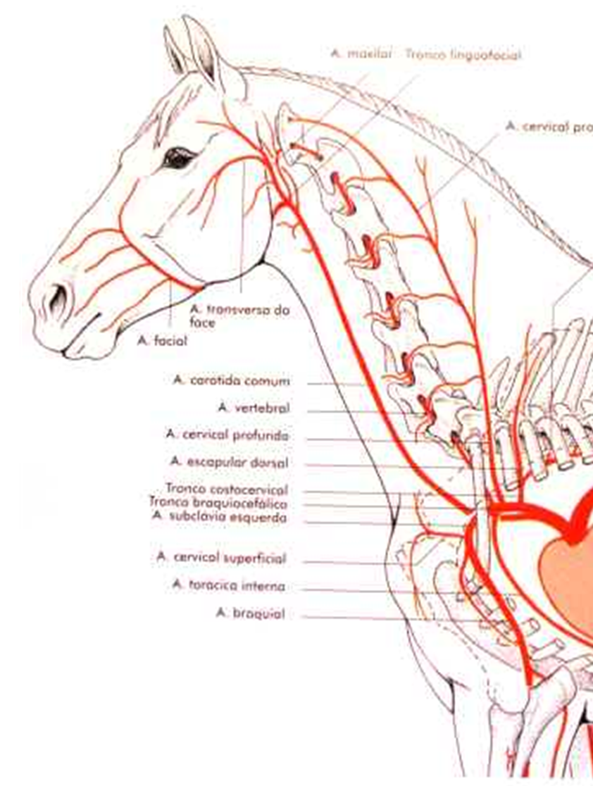 AnatoVet: SISTEMA CIRCULATÓRIO - CIRCULAÇÃO ARTERIAL