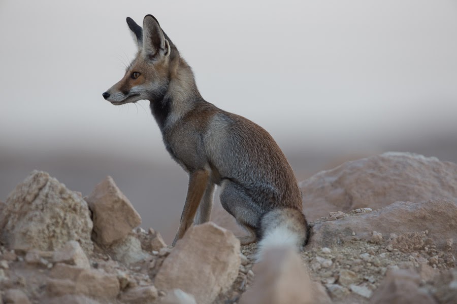 Birds of Saudi Arabia: Arabian Red Fox in the late evening – Dhahran Hills