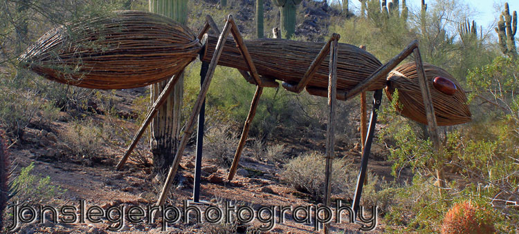 Northern Illinois Birder: Arizona Botanical Gardens - Birds & Insects
