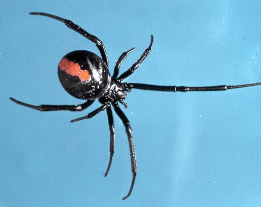 Baú do Luizinho: As 6 aranhas mais venenosas e perigosas do mundo