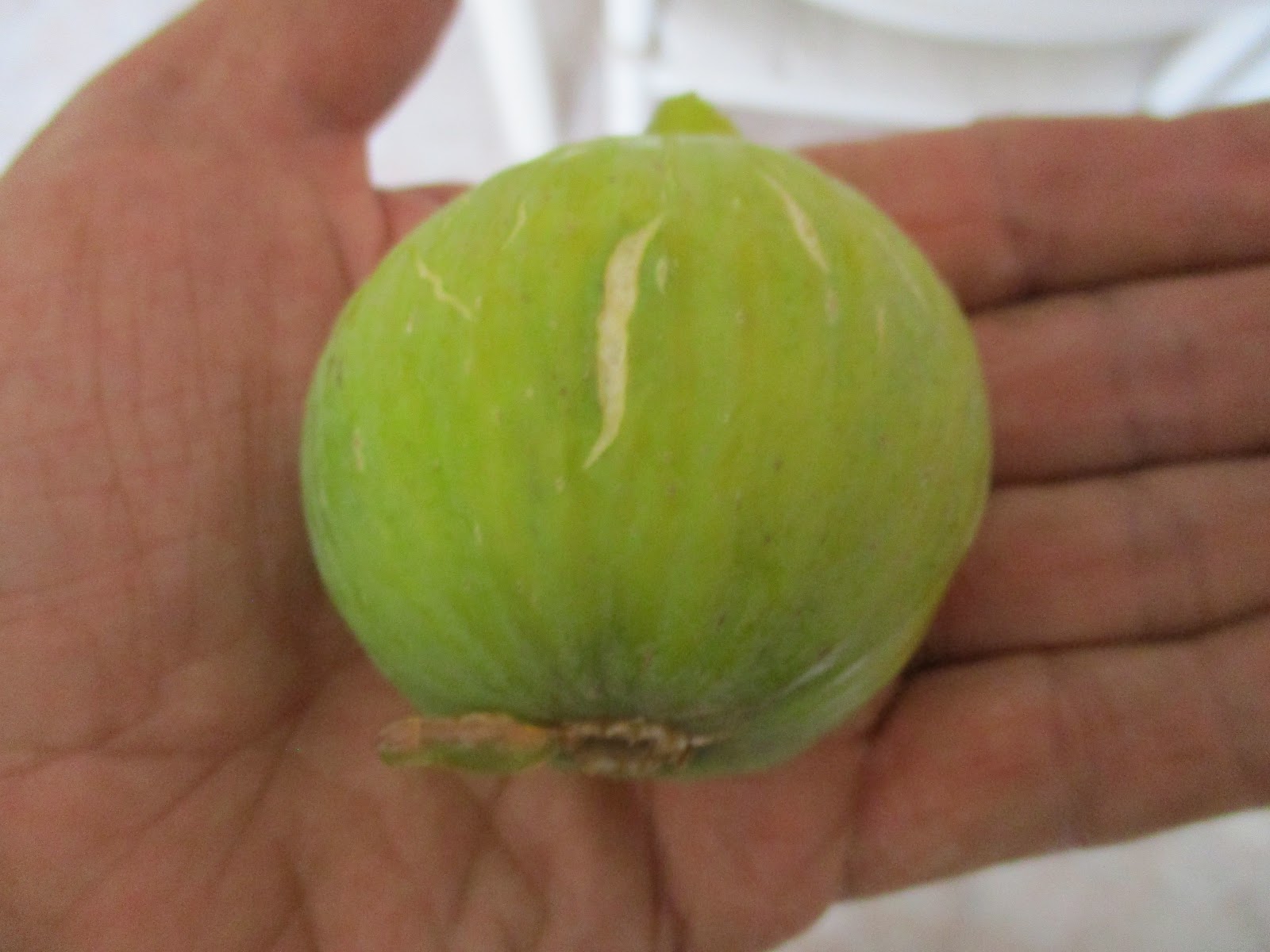 amicidellortodue: FICO DOTTATO