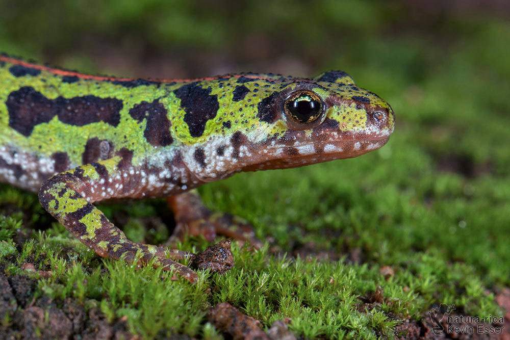 nature photography + herping : Algarve, Portugal, part II