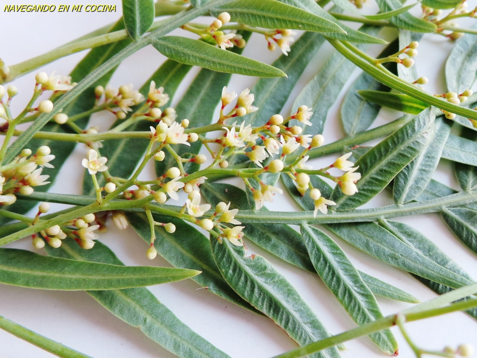 Navegando en mi Cocina: PIMIENTA ROSA