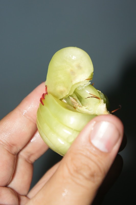 OUR PHILIPPINE TREES: This Year's Seed Bounty