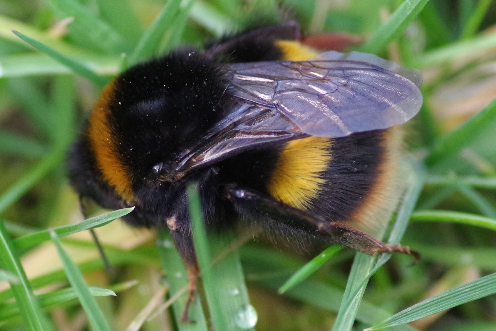 Wendy Tagg - The Natural History of Uckfield: Revving up a Buff-tailed ...