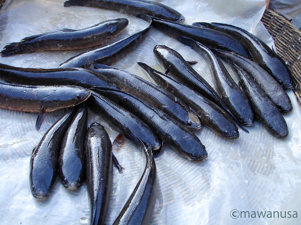 Mawanusa Blog: Cambodian Fish Amok