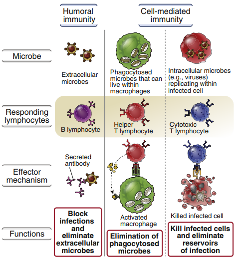 Types of immunity, is vaccination really that bad or can we consider it?!!!