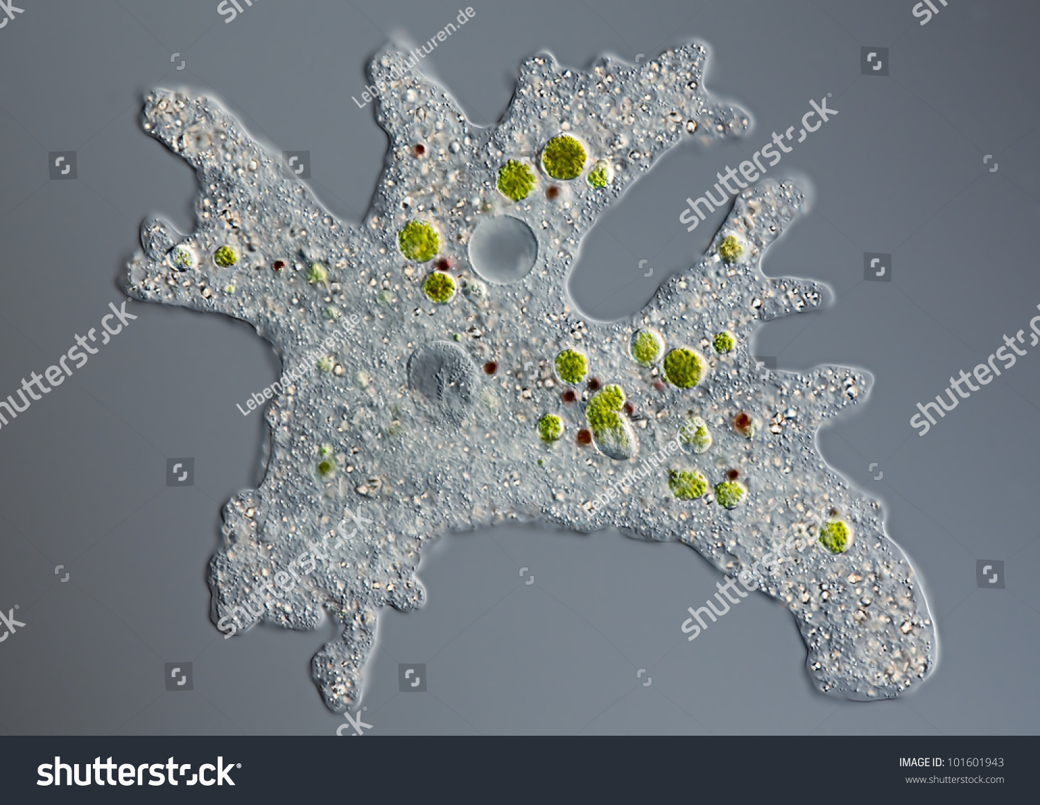 OSMOREGULATION IN MAMMALS, FRESHFISH AND AMOEBA
