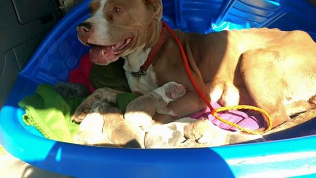 [INFAMIA] Abandonada en la perrera al borde de la muerte el mismo día ...