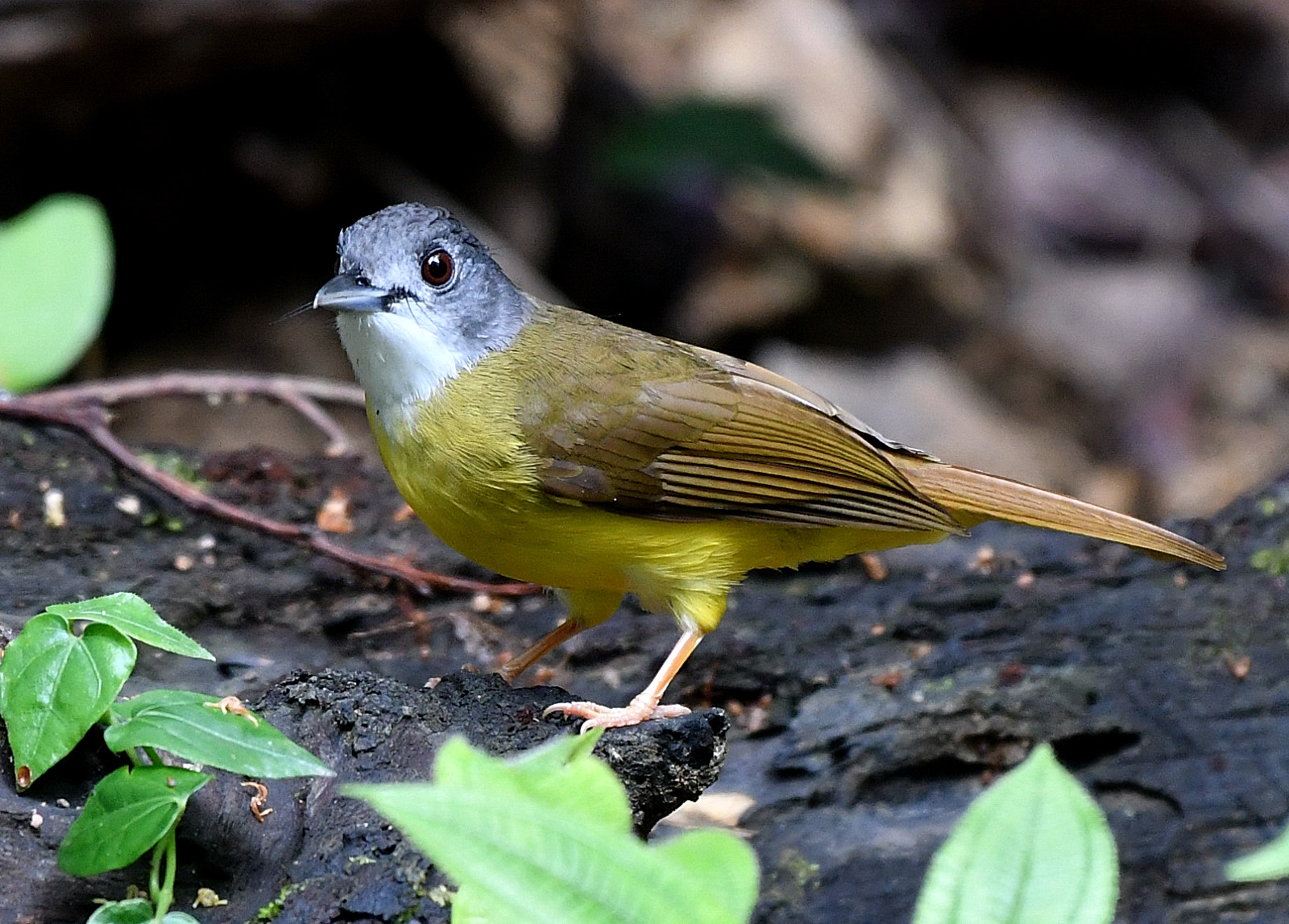 The Life Journey in Photography: Yellow-bellied Bulbul @ Taman Negara ...