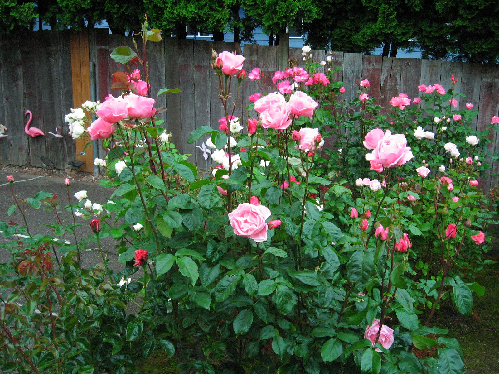 Mike's Rose Seedling Blog -- Salem, Oregon: December 2012