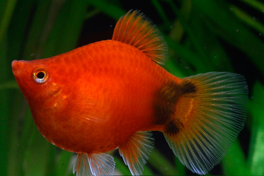 Platy Fish (Xiphophorus)