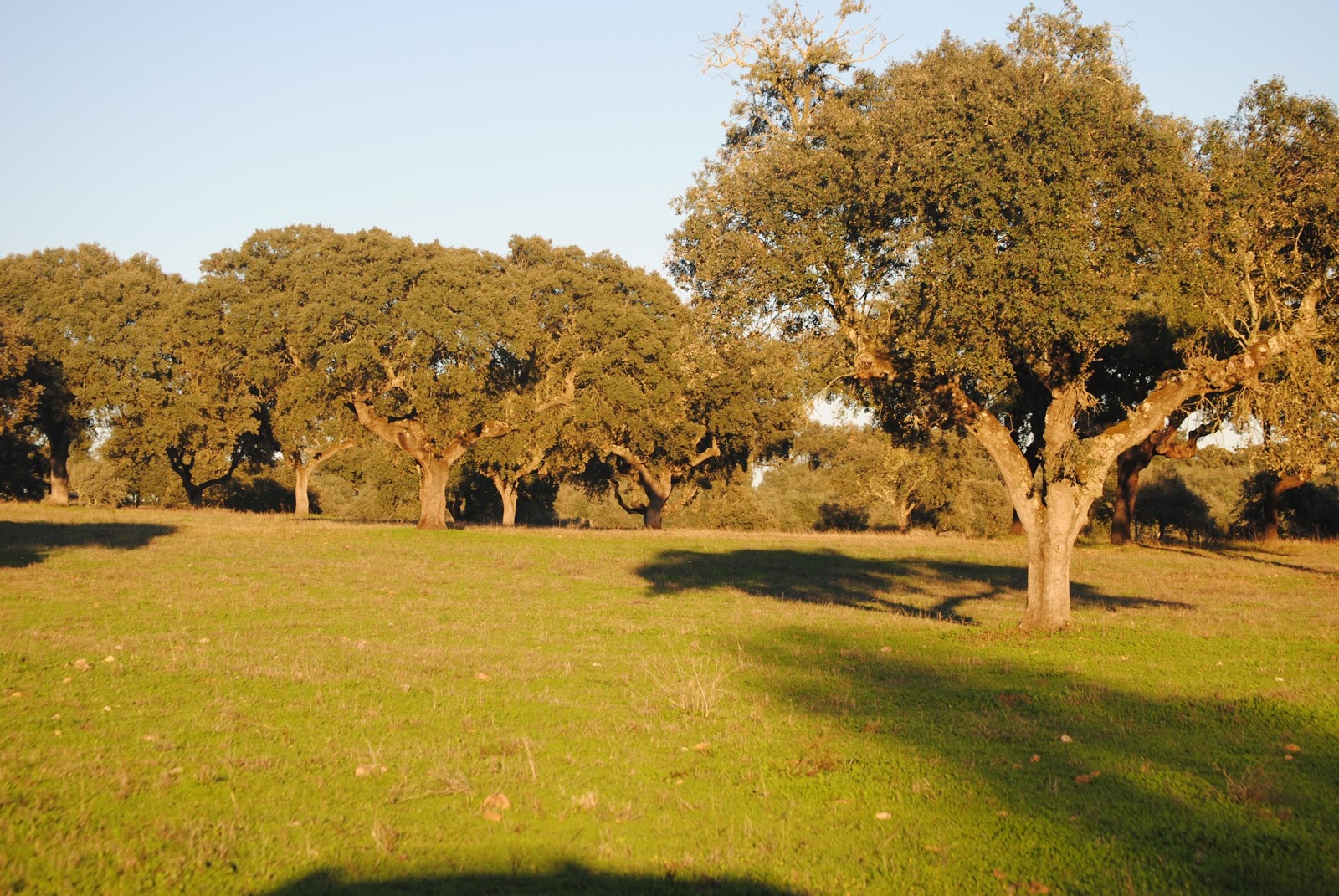 ALENTEJO-TERRA E GENTE: MONTADO DE AZINHO