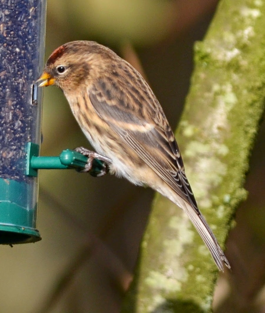 The Early Birder: Lesser Redpoll