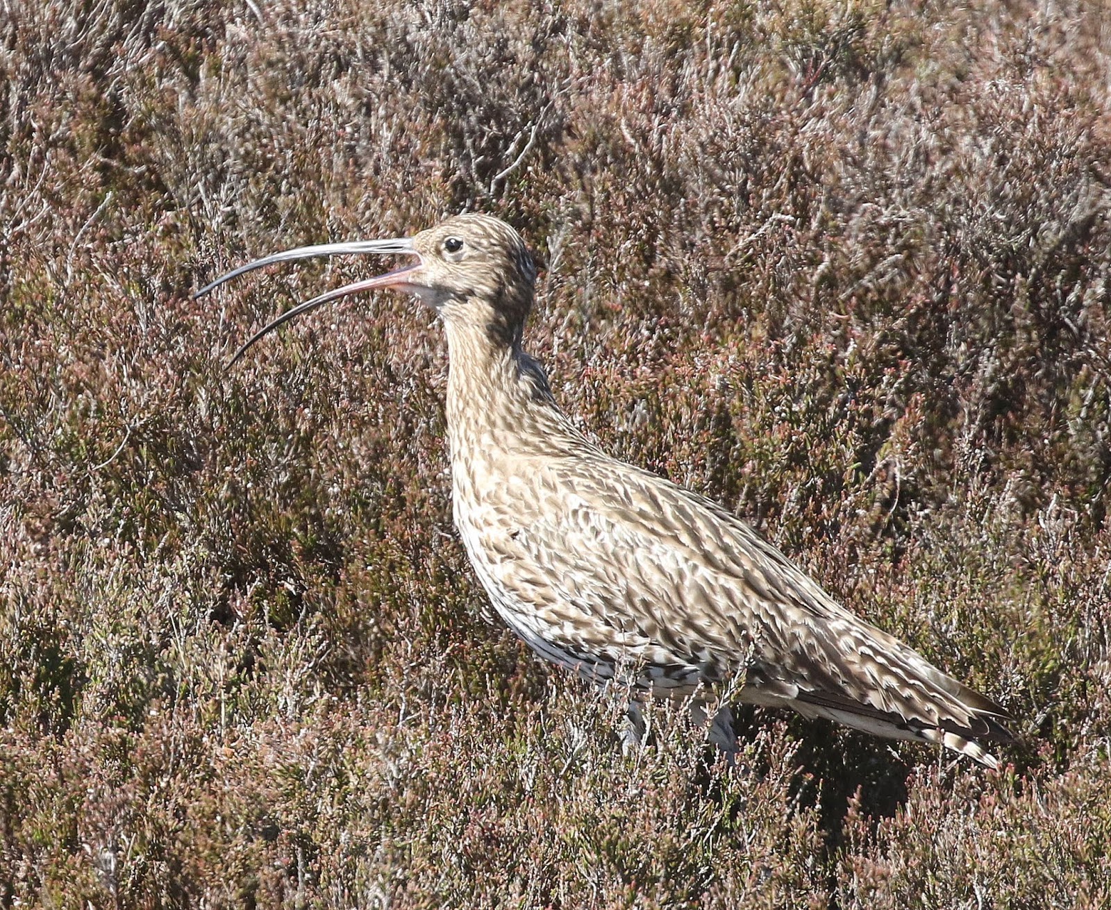 Birding with Flowers: Lockdown [Easing] Moorland Birds from a Car