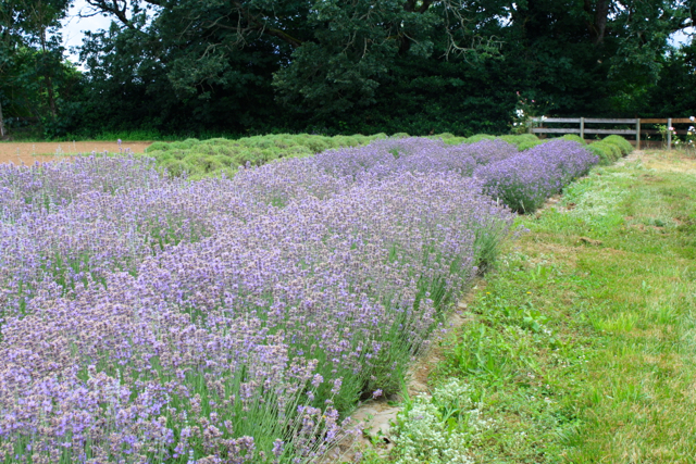 Life in Fukuoka, Japan: Lavender Festival
