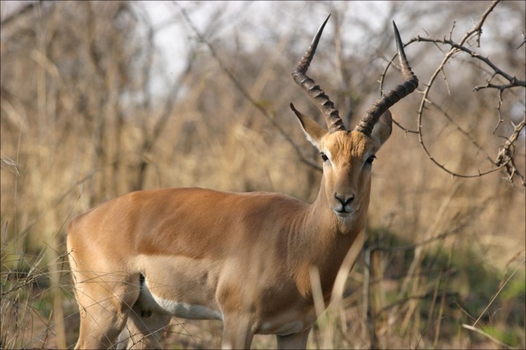 QQ Wallpapers: Antelope