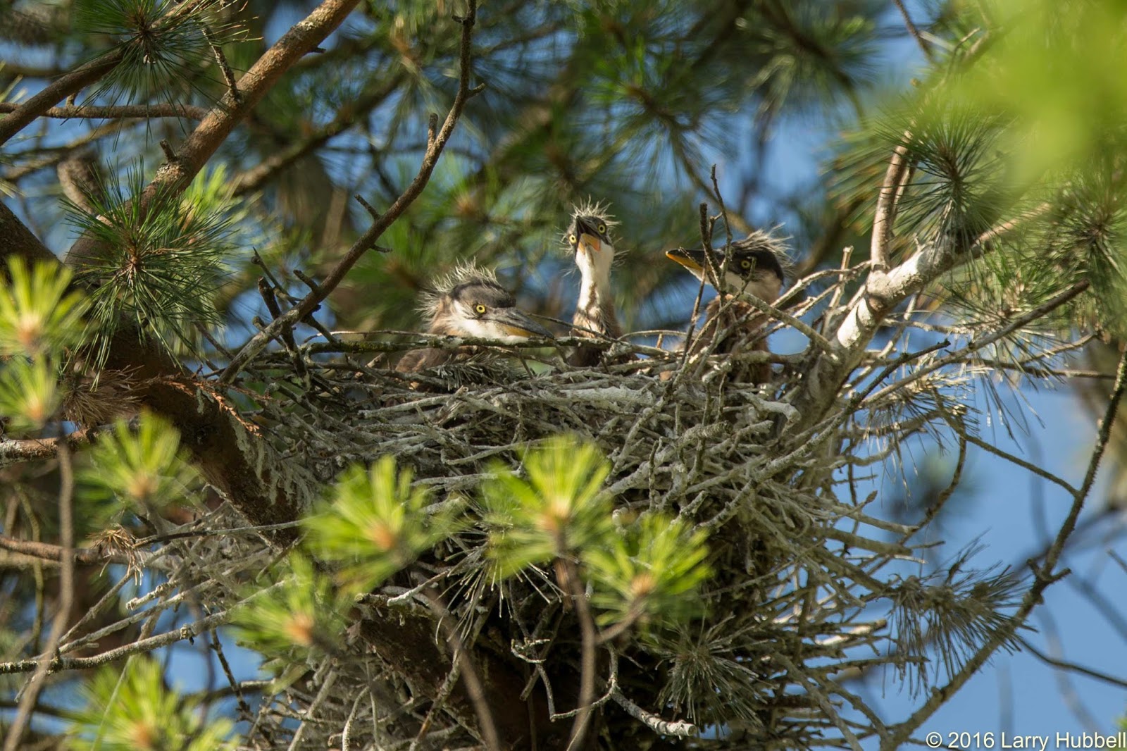 Laurelhurst Blog: All About Herons And Their Nests Built In Pine Trees ...
