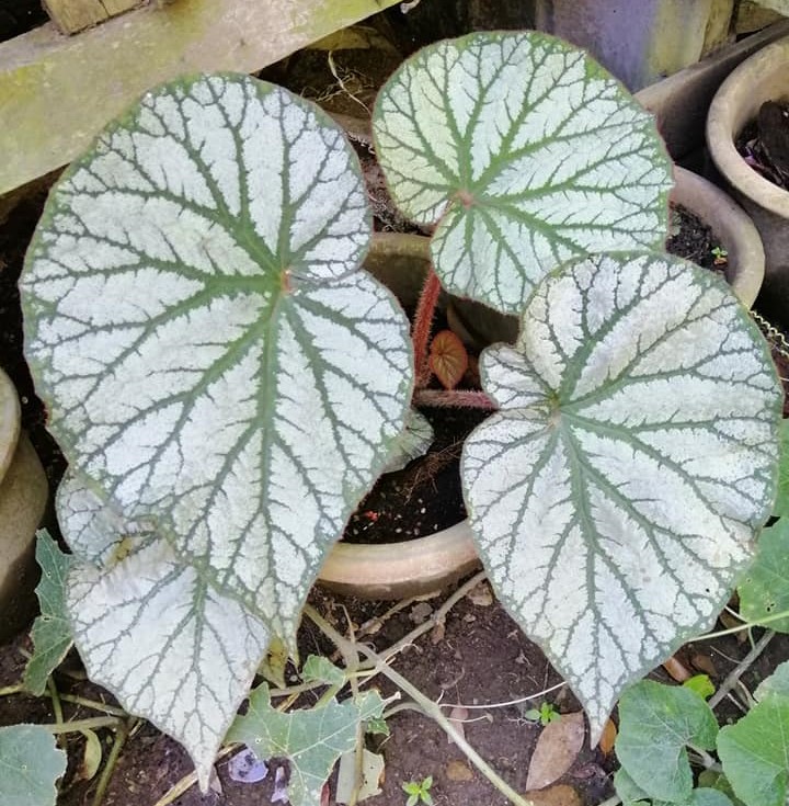 Garden Chronicles : 125 Different Types of Begonias - Names and Images ...