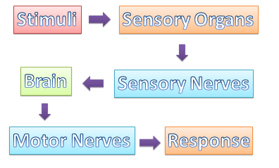 The World Through Our Senses: The Sensory Organs and their Function