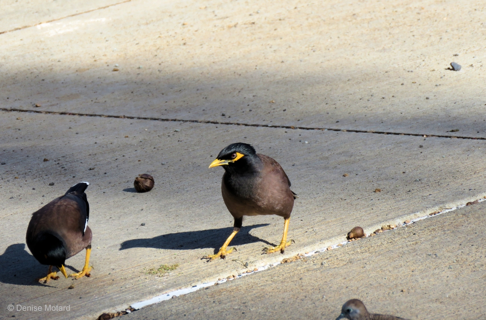 COMMON MYNAH