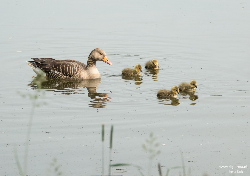 Irma's Natuurbeleving: Ganzen