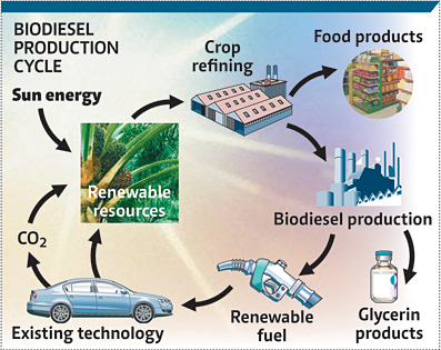 All about Palm Oil: Biodiesel Production