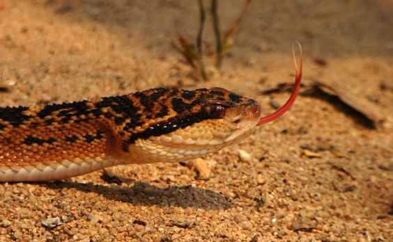 PLAAN : SHUSHUPE - Lachesis muta