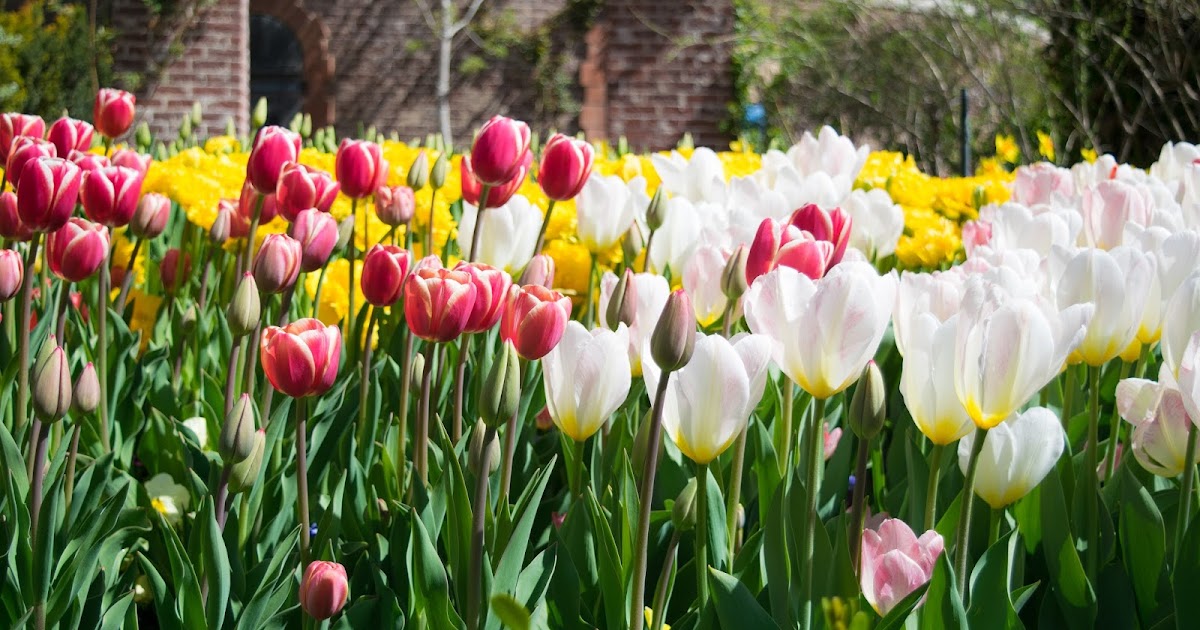 Dancing Through Tulips: Spring Tulips
