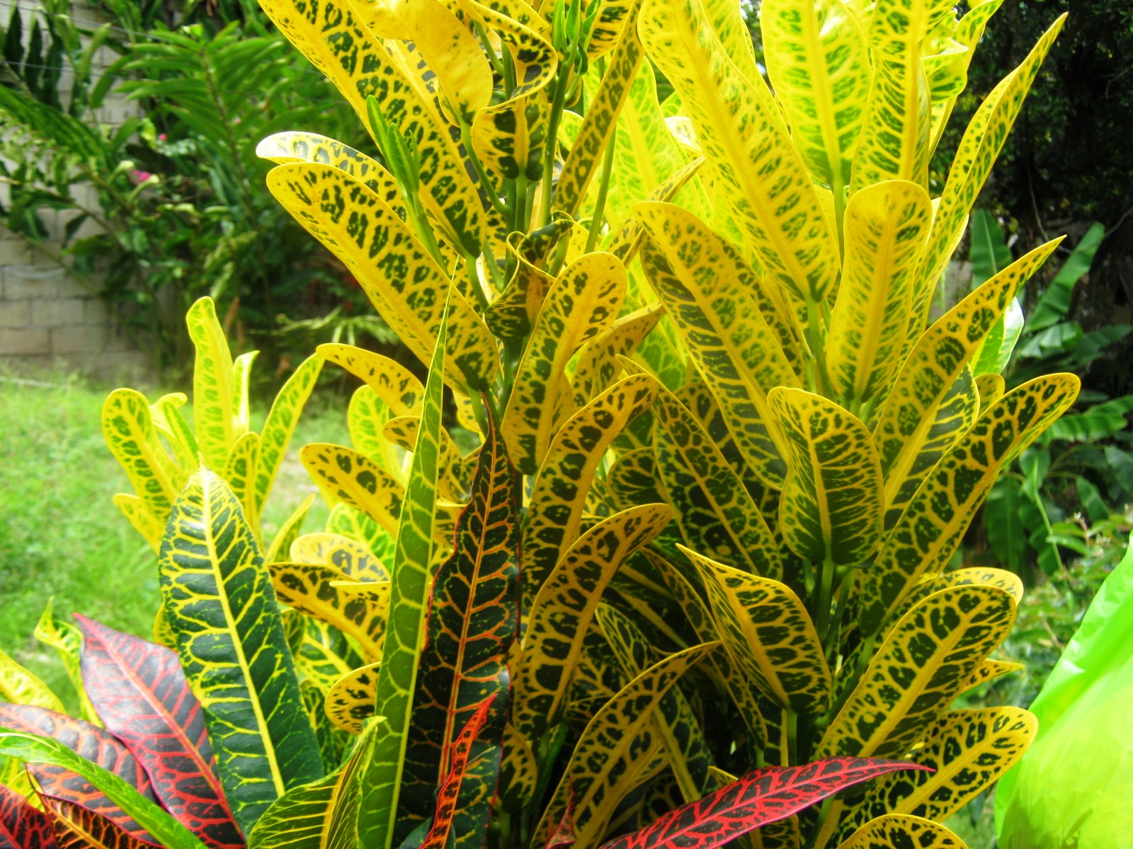 APUNTES - REVISTA DIGITAL DE ARQUITECTURA: Flores y plantas de la Selva ...