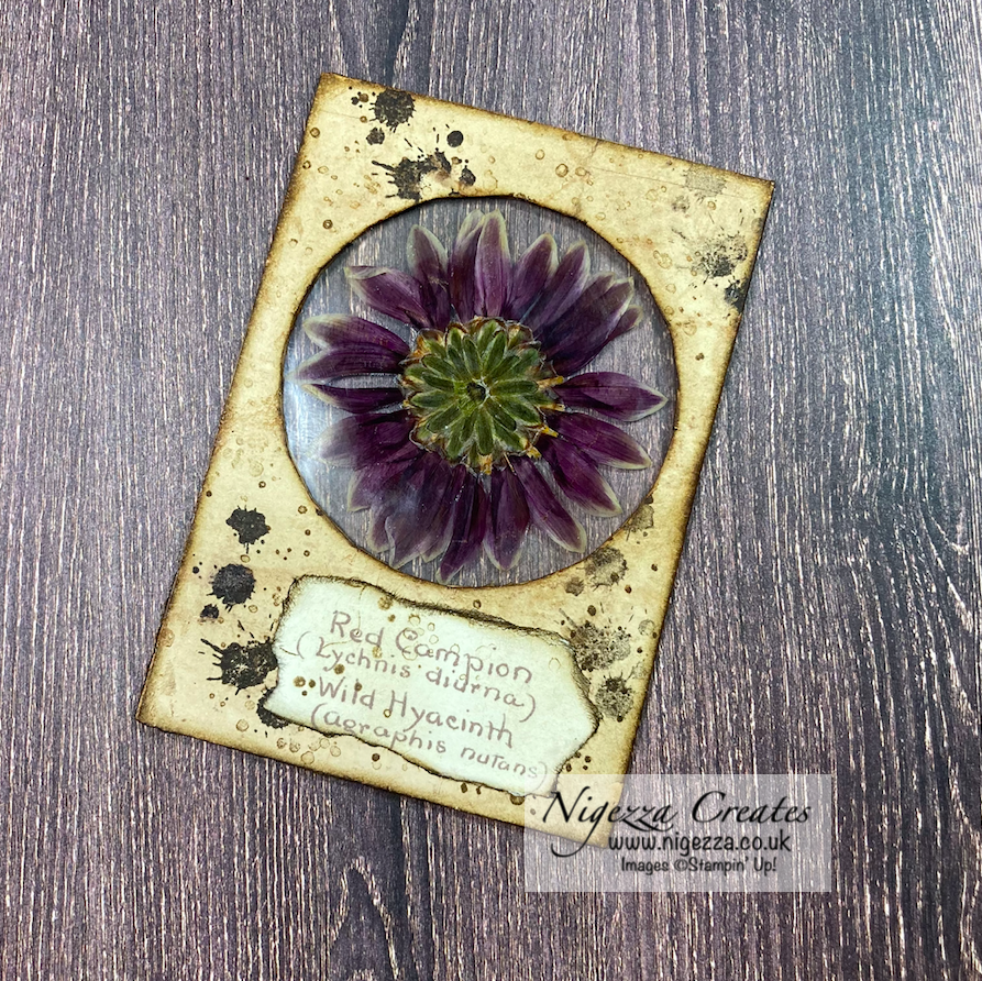 Nigezza Creates: Edith Holden Junk Journal Specimen Slide