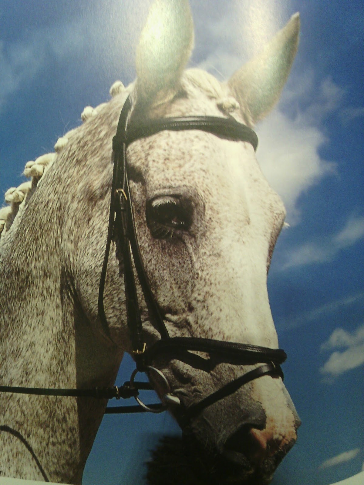 Toutes les astuces sur le cheval et l'équitation: Astuce numéro 2