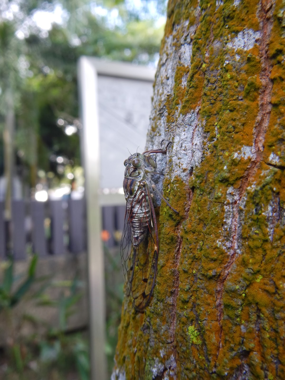 Montreal Green Park: Chengal Pasir