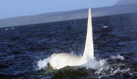 White Wolf : Rare Footage Of White Orca In Wild (Video)