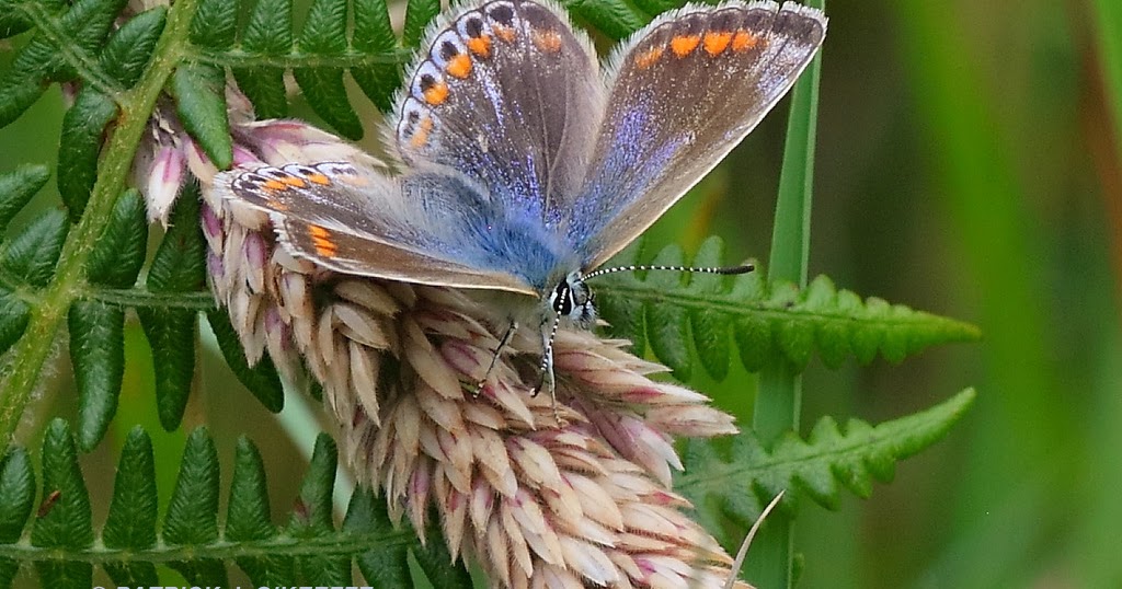 Raw Birds: COMMON BLUE BUTTERFLY [Female] (Polyommatus icarus ...
