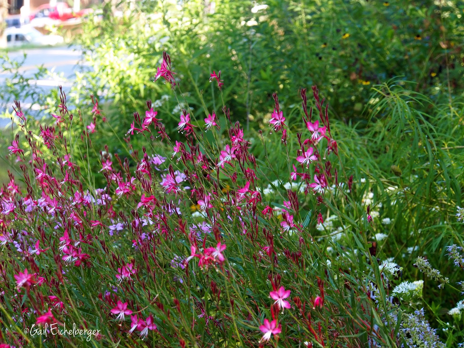 clay and limestone: Gaura is finally happy in the garden
