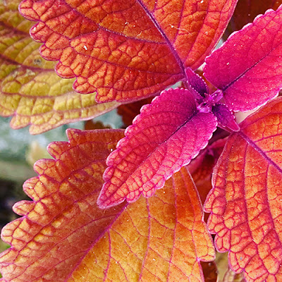 Blue Moon River: Pink Coleus