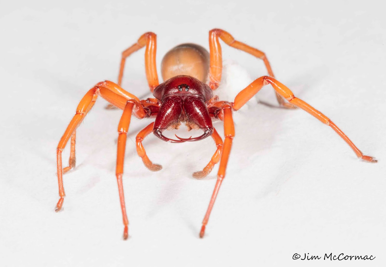 Ohio Birds and Biodiversity: January 2020