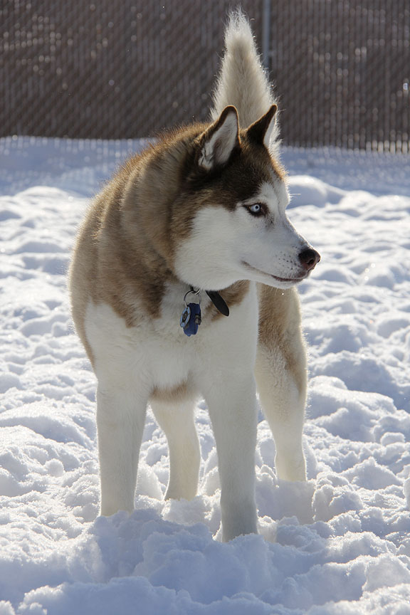 The Husky Dog Blog: More snow!