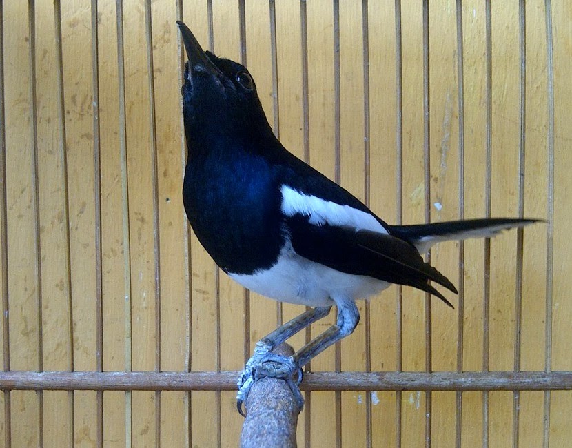 Budidaya Burung: ISU TERKINI : "KACER LAGI TREND SEHINGGA HARGANYA ...