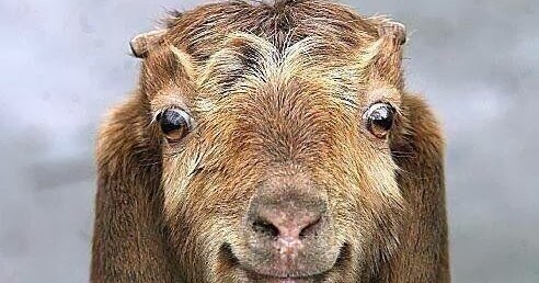 The Relentless Builder: How Not To Be A Cud-Chewing Goat