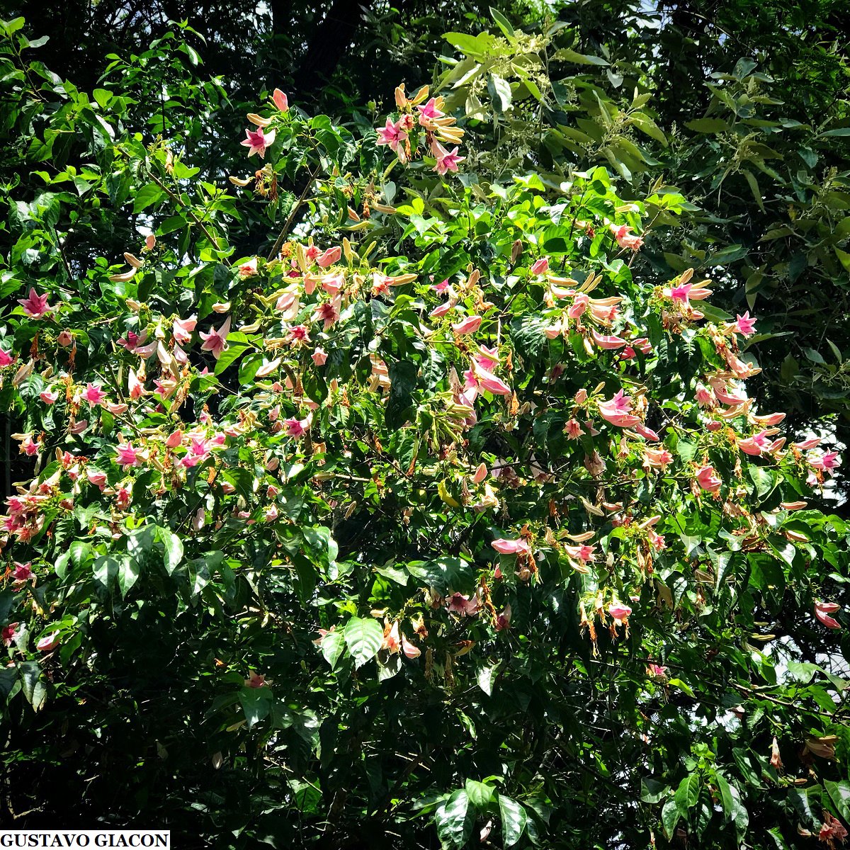 Viveiro Ciprest - Plantas Nativas e Exóticas: Quina ou Quina-Quina ...