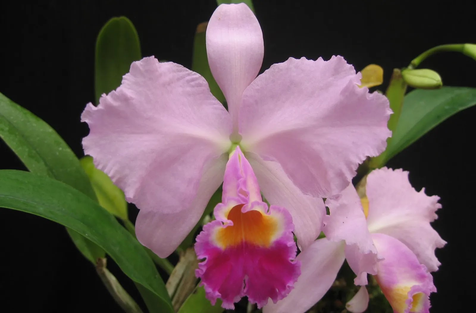 Cattleya (orquídea) - Id Plantae