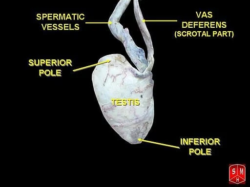 Fungsi Testis Pada Reproduksi Pria - Repro Note