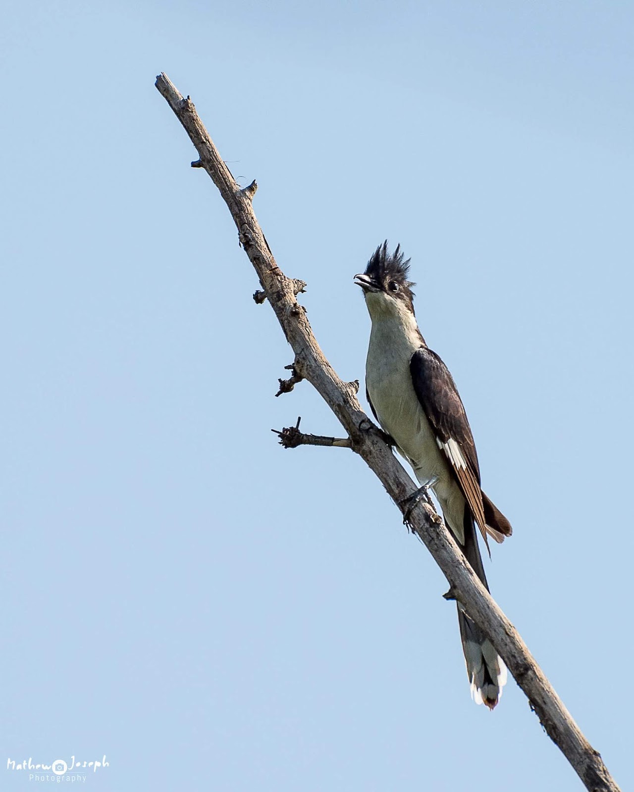 Wild Side of Mathew: Asola Bhatti Wildlife Sanctuary, Delhi