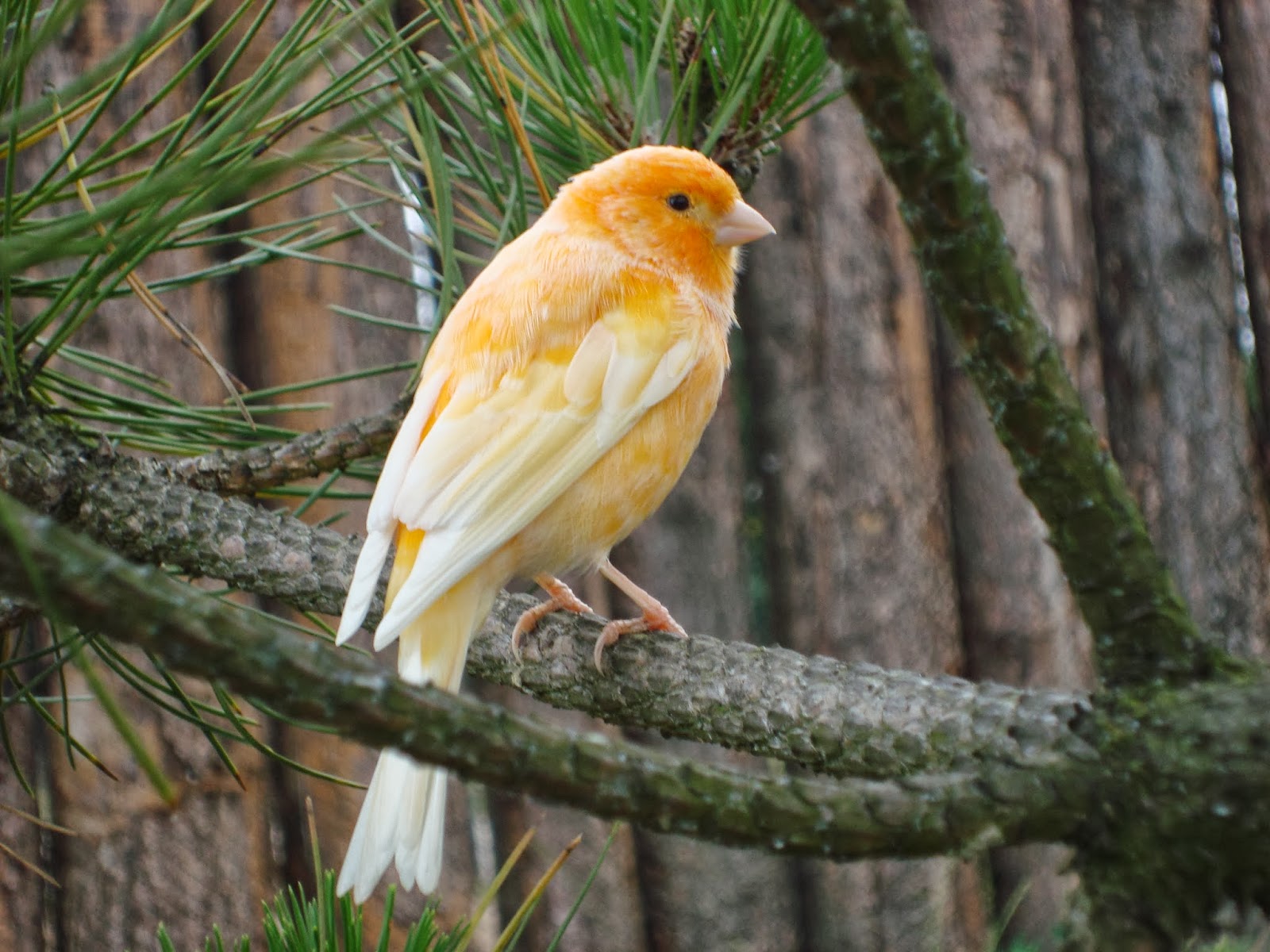 CANARY (Fringillidae) ~ ANIMAL PETS