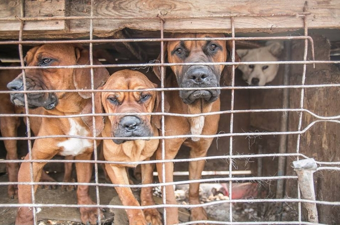 White Wolf : Photos Capture the touching rescue of 80 Dogs from a Meat Farm