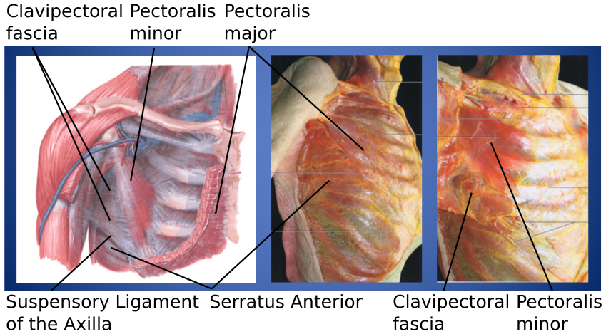 Anatomy of the Sinew Channels