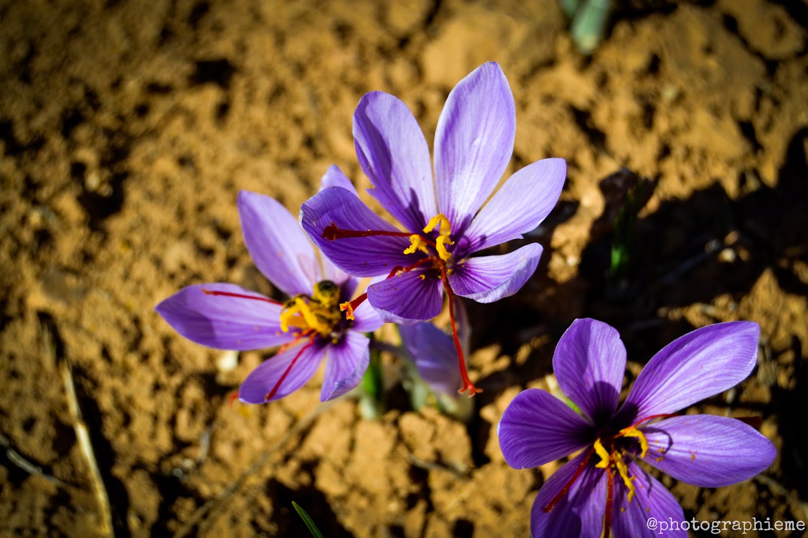 PhotographiEme: La flor del Azafrán
