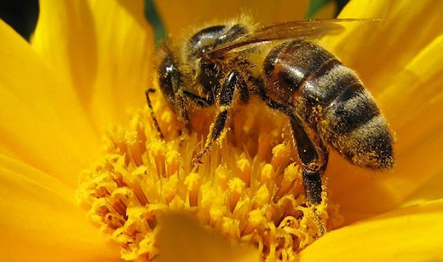 Reproducción de las Plantas : Polinización y dispersión en las angiospermas